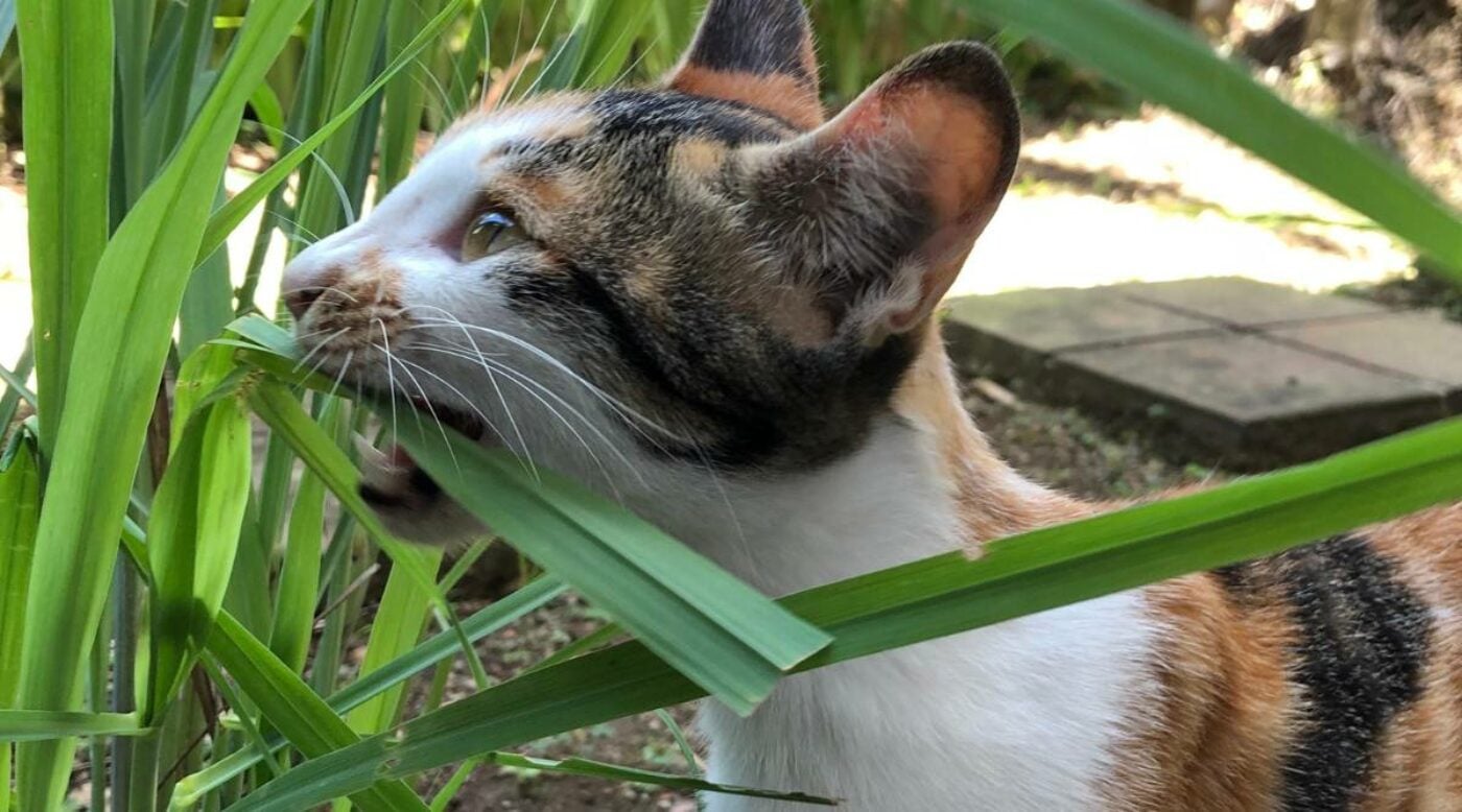 Do Cats Kill Snakes? (With Personal Experience) - Love Your Cat