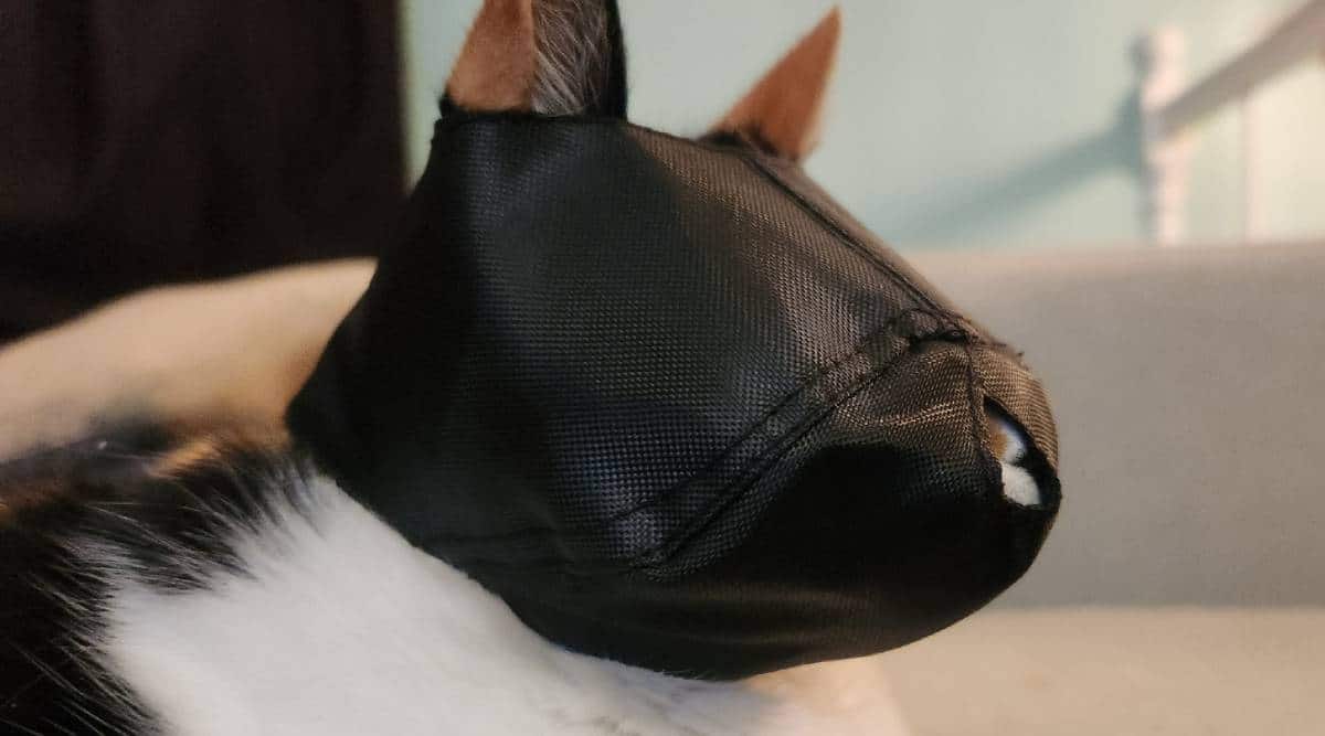 Muzzles For Cats In Their Slasher Era - Love Your Cat