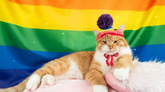 Can Cats Be Gay? Cat Sexual Behavior Explained - Love Your Cat