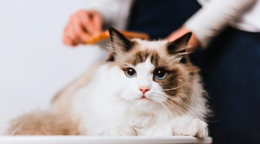 10 Low-Maintenance Cat Breeds That Practically Take Care of Themselves ...