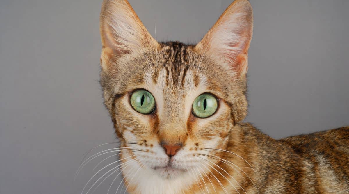 Sokoke Cat: Temperament, Origins & More - Love Your Cat