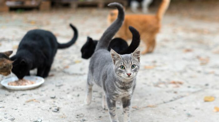 Feral Cat Laws by State: Where Feeding Cats Can Get You Fined - Love ...