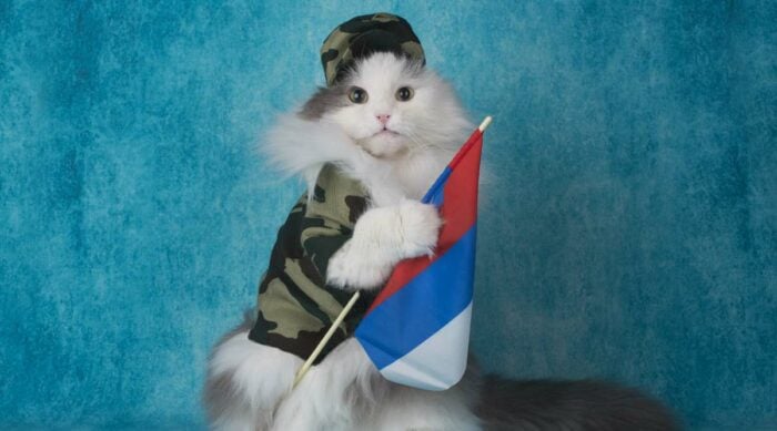 11 Russian Cat Breeds - Love Your Cat