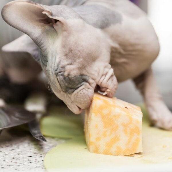 Your Cat Will Beg For These 8 Easy Homemade Cat Treat Recipes - Love ...