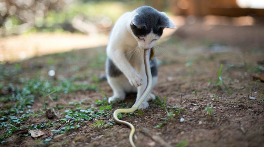 Can Your Cat Kill A Snake—Or Will It Kill Them First? - Love Your Cat