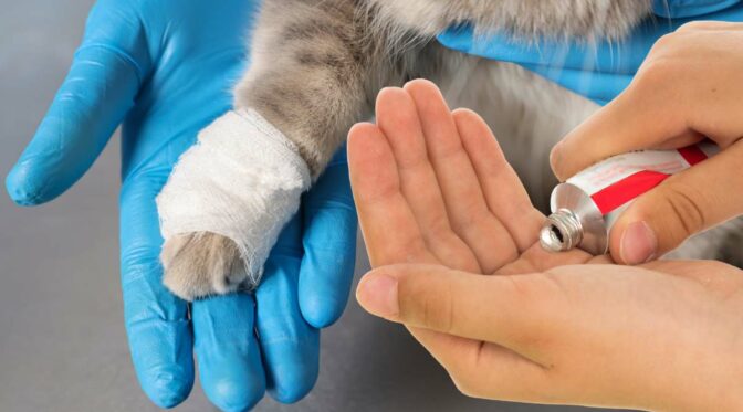 Neosporin For Cats: Quick Relief Or Risky Business? - Love Your Cat