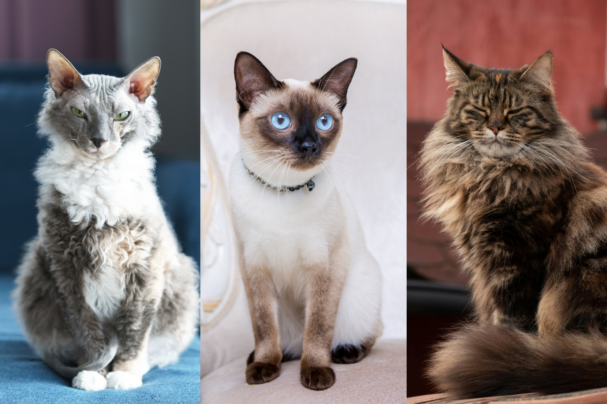 Meet The 11 Russian Cat Breeds (From Wildest To Most Familiar) - Love ...