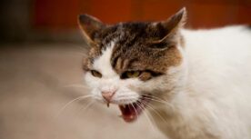 Cat Suddenly Hissing At You? Here Are 5 Common Reasons - Love Your Cat