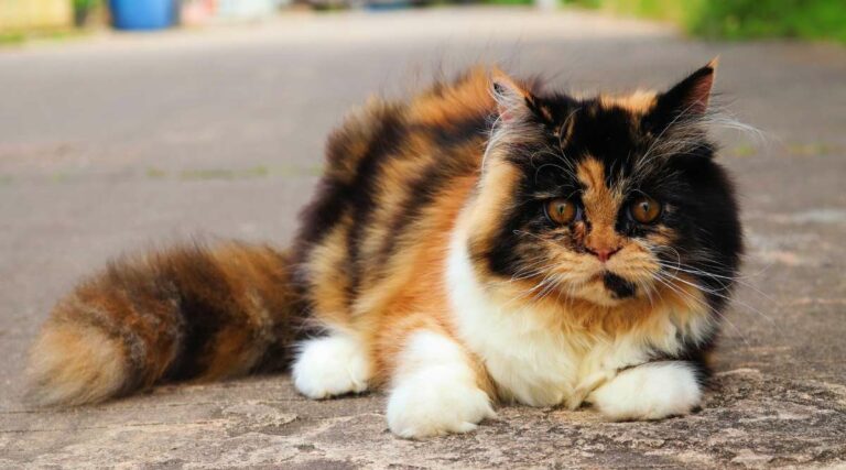 Calico Ragdoll Mix Breed Overview: Care, Traits, & Facts - Love Your Cat
