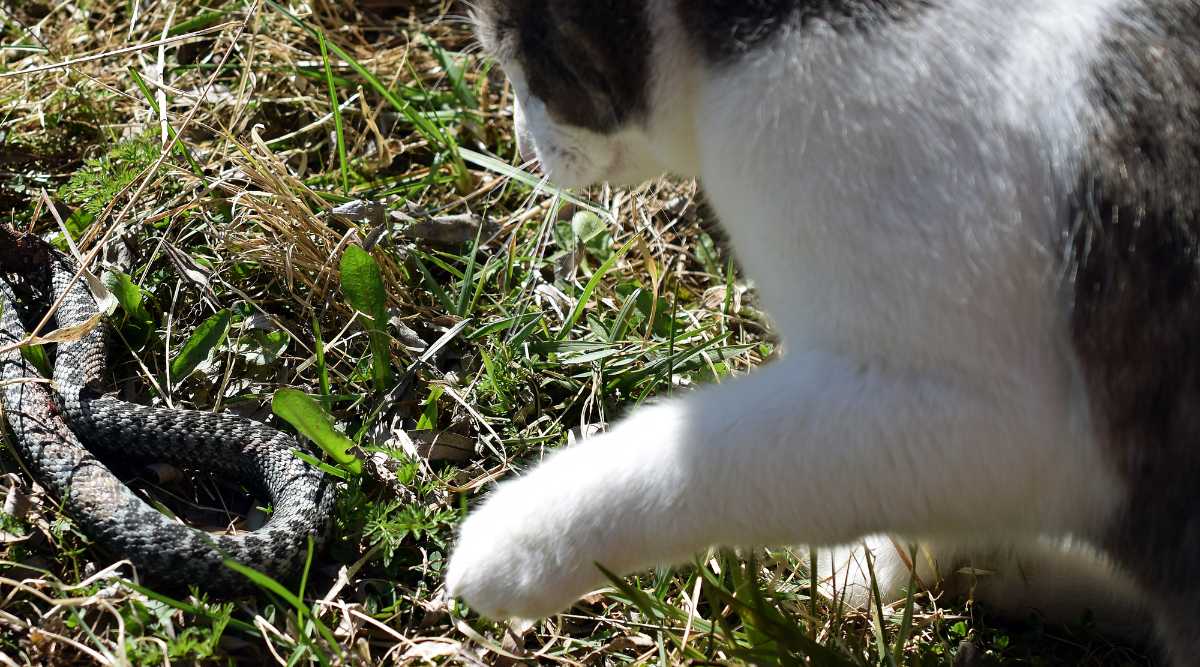 Snake Bite On A Cat: Symptoms, Treatment & More - Love Your Cat