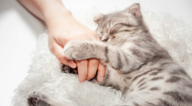 Do Cats Get Lonely? What Your Cat Wishes You Knew About Being Alone ...