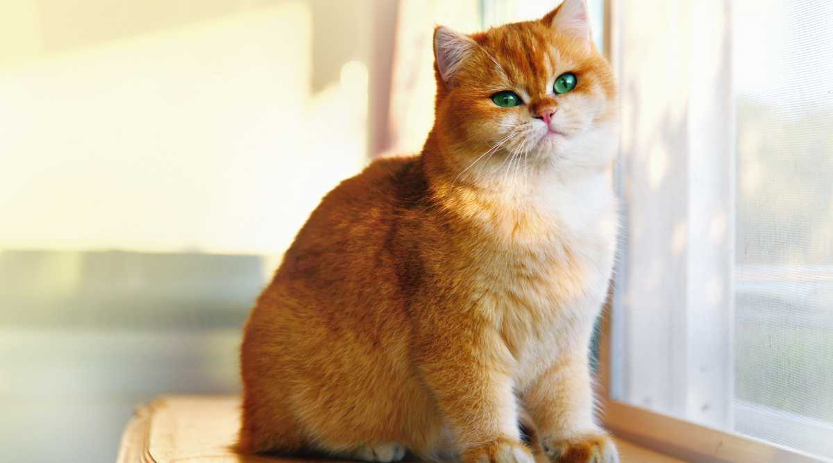 What Breed Is Garfield The Cat? - Love Your Cat