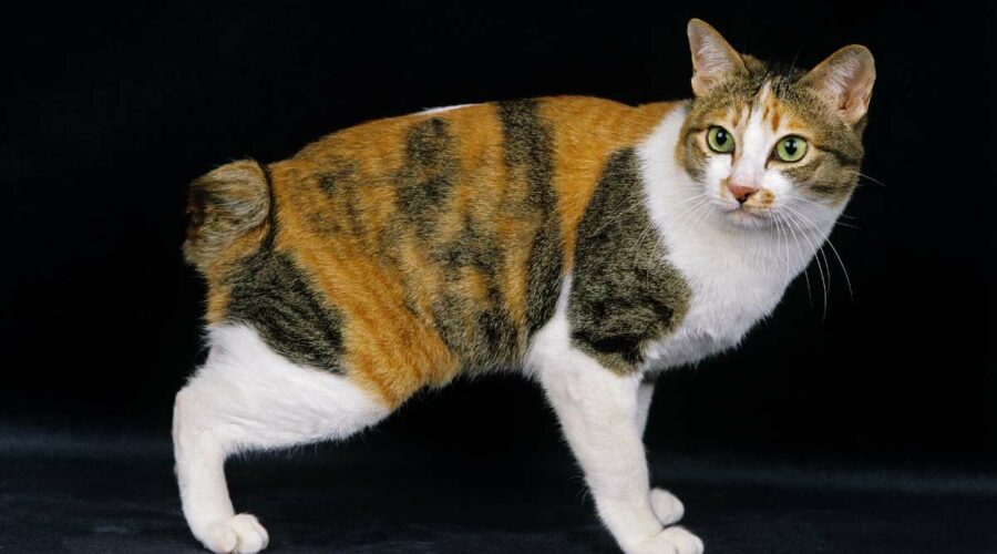 Japanese Cat Breeds With Tails So Short, You’ll Think They’re Booty Pom ...