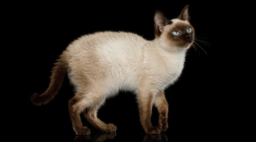Meet The 11 Russian Cat Breeds (From Wildest To Most Familiar) - Love ...