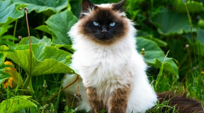 Siamese Persian Cat Mix Overview - Love Your Cat