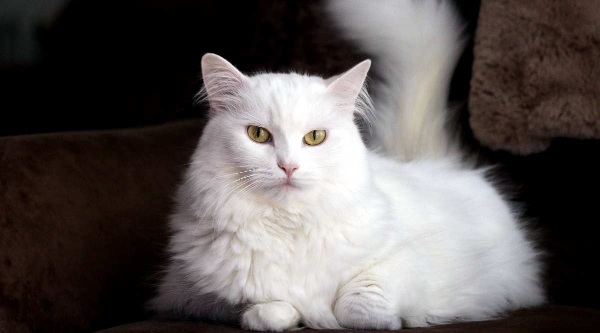 12 Irresistible Ragdoll Mixes That Will Melt Your Heart - Love Your Cat