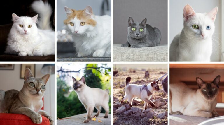 20 Asian Cat Breeds - Love Your Cat