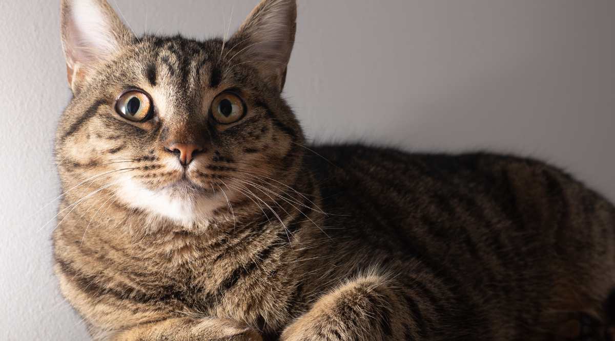European Shorthair Cat Breed Profile: Care, Traits, Facts & More - Love ...