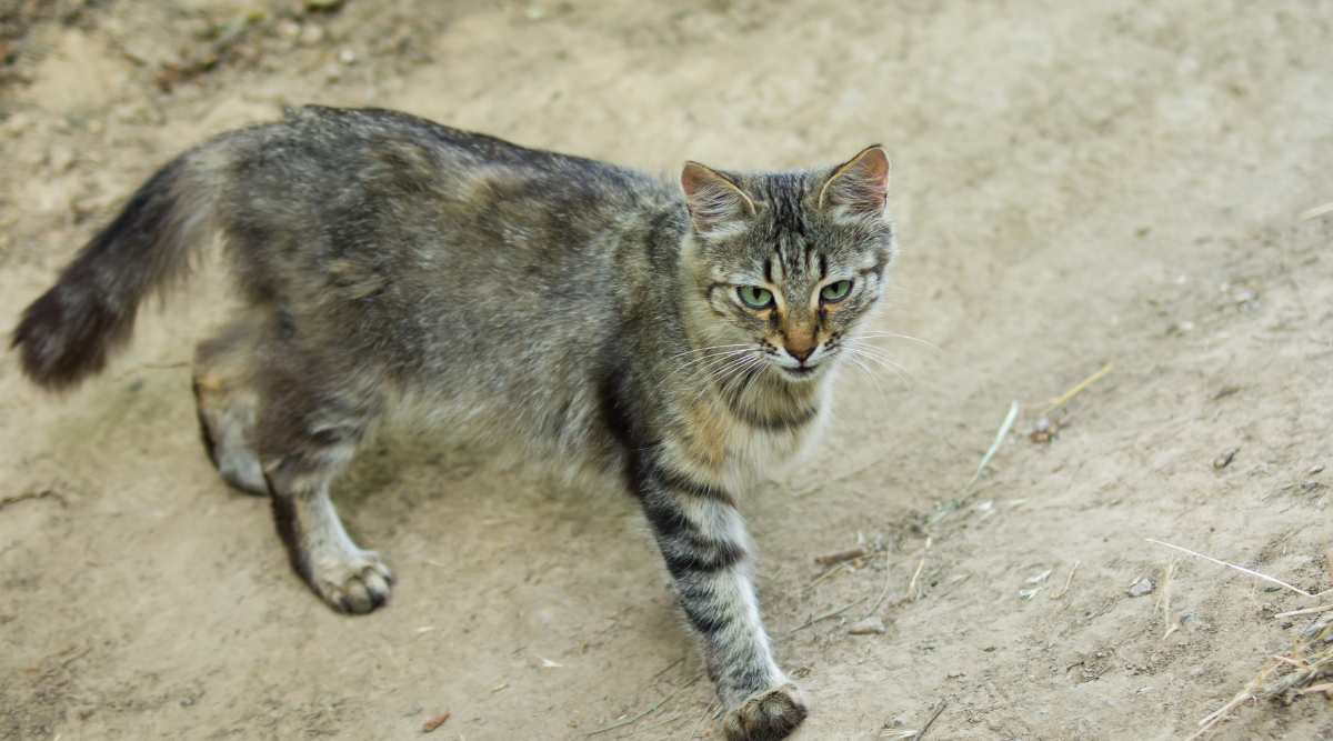 European Shorthair Cat Breed Profile: Care, Traits, Facts & More - Love ...