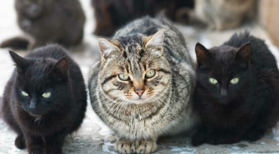 What Is A Group Of Cats Called? - Love Your Cat
