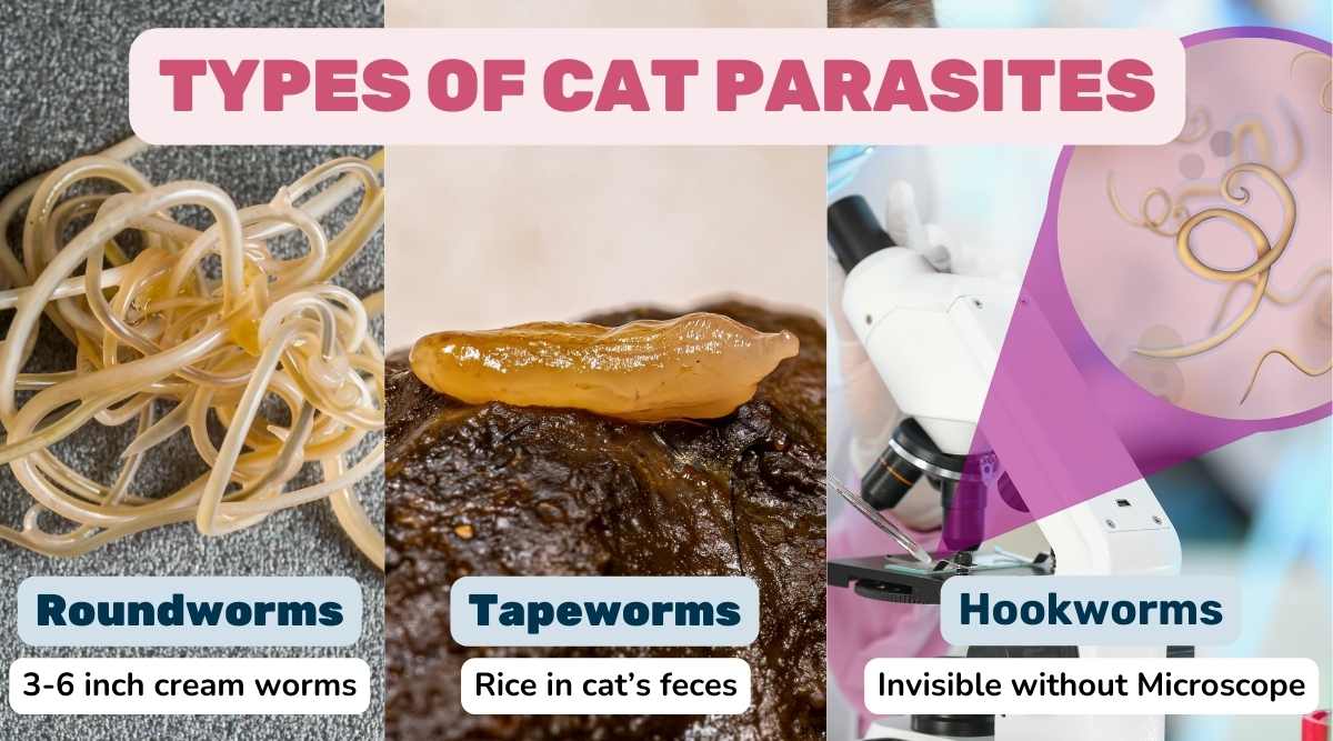Cat Throwing Up Worms? Here’s What It Really Means And What To Do