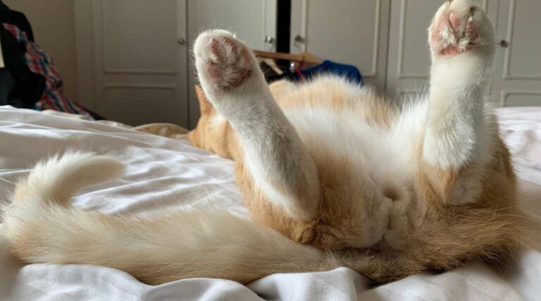 Do Cats Fart? The Silent Mystery Every Cat Owner Wonders About - Love ...