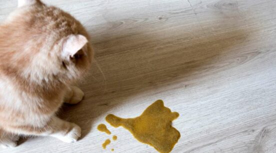 Why Is My Cat Throwing Up Undigested Food? (With Personal Experience)