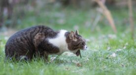 Why Is My Cat Throwing Up Undigested Food? What I Learned the Hard Way