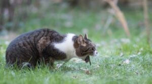 Why Is My Cat Throwing Up Undigested Food? What I Learned the Hard Way