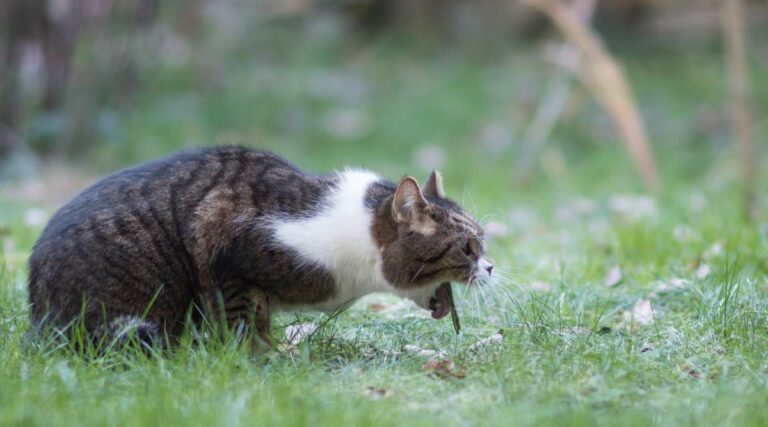 Why Is My Cat Throwing Up Undigested Food? What I Learned the Hard Way