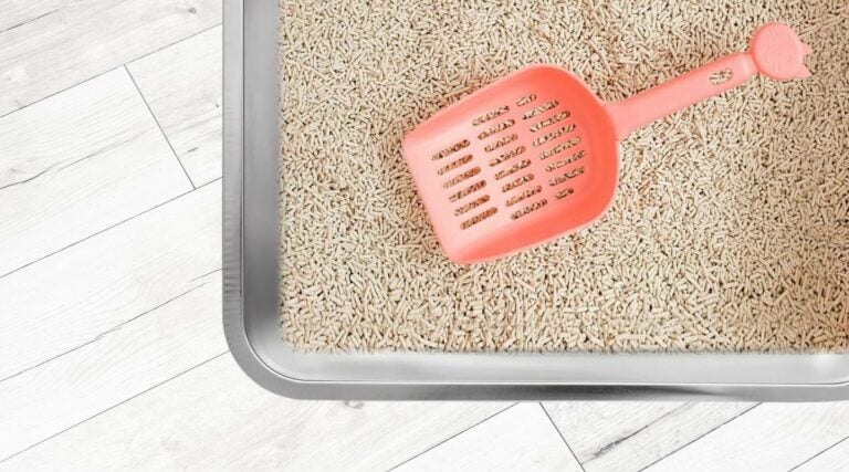 How Often to Change Cat Litter: The Only Schedule You’ll Ever Need ...