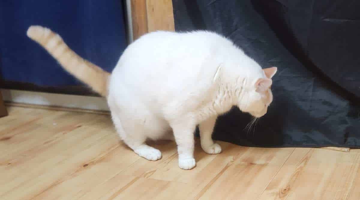 Why Do Cats Wag Their Tails? 12 Reasons - Love Your Cat