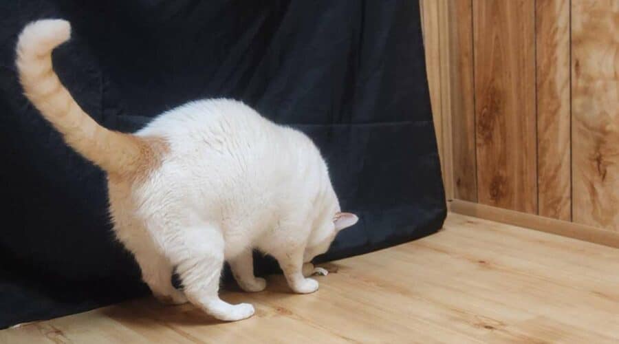 Why Do Cats Wag Their Tails? 12 Reasons - Love Your Cat