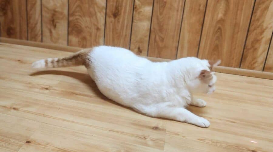 Why Do Cats Wag Their Tails? 12 Reasons - Love Your Cat