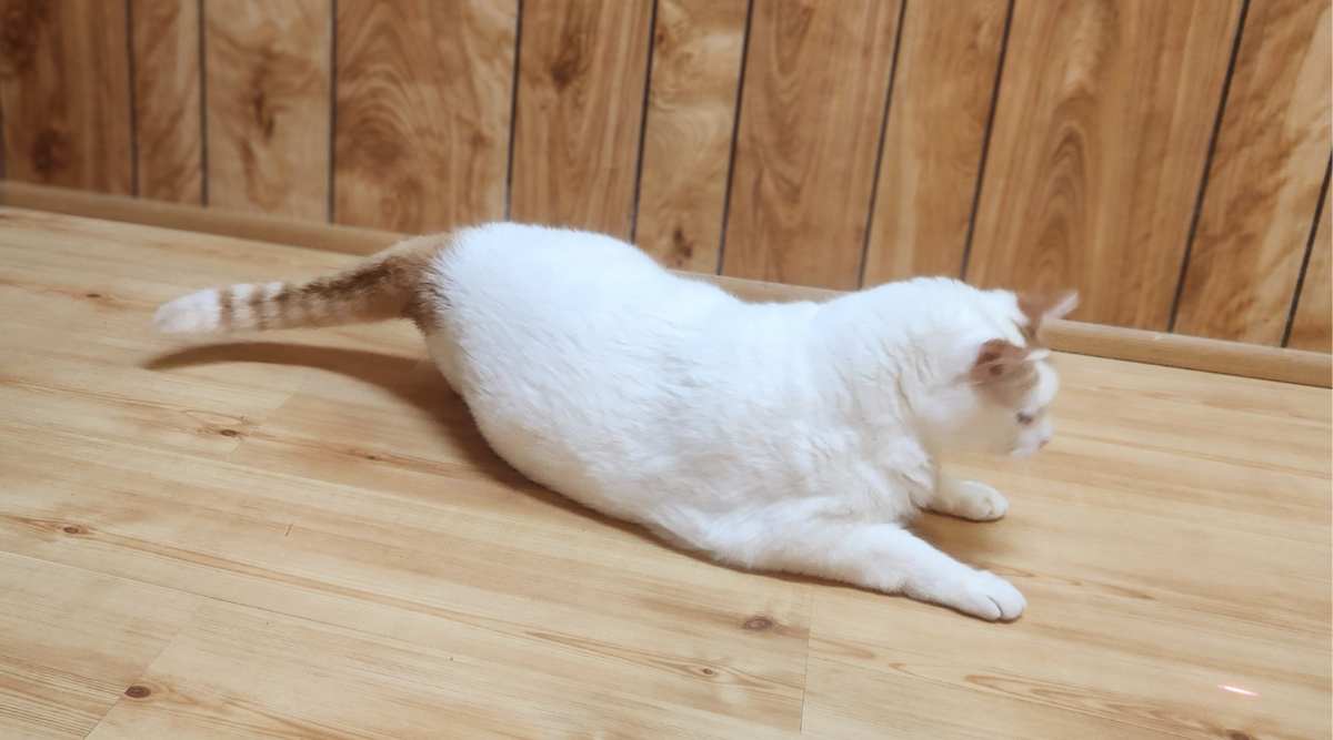 Why Do Cats Wag Their Tails? 12 Reasons - Love Your Cat