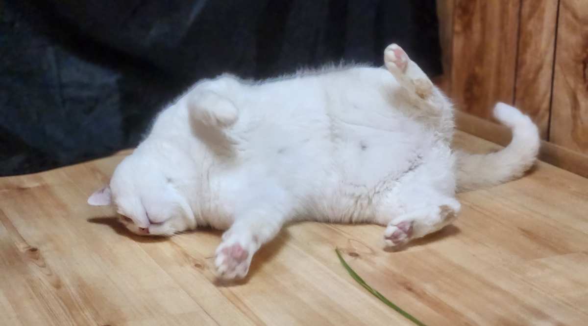 Why Do Cats Wag Their Tails? 12 Reasons - Love Your Cat