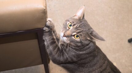 How To Discipline A Cat Without Yelling: 8 Tricks That Actually Work ...