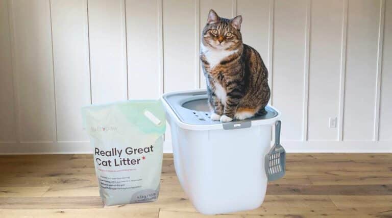 Terrific Really Great Cat Litter Review Gallery