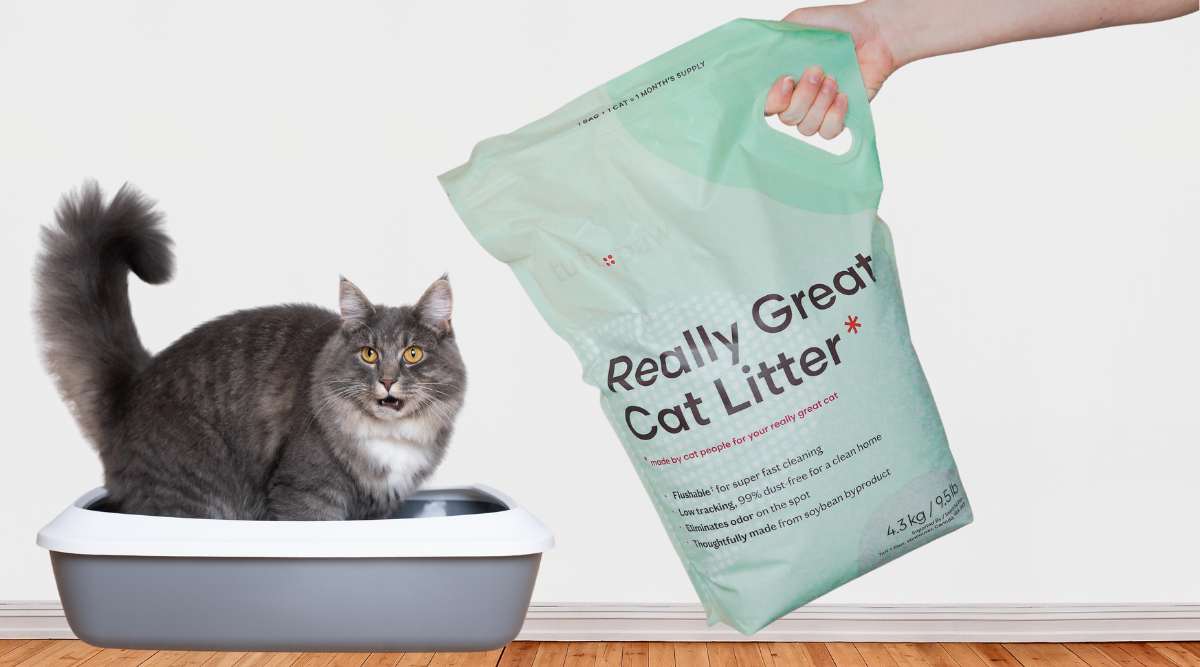 Tuft And Paw Really Great Cat Litter Review (I Tested It Out To Be Sure)