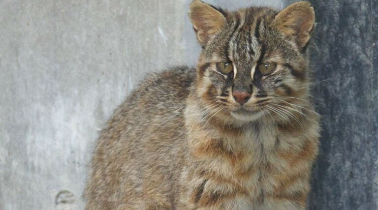 Japanese Cat Breeds With Tails So Short, You’ll Think They’re Booty Pom ...
