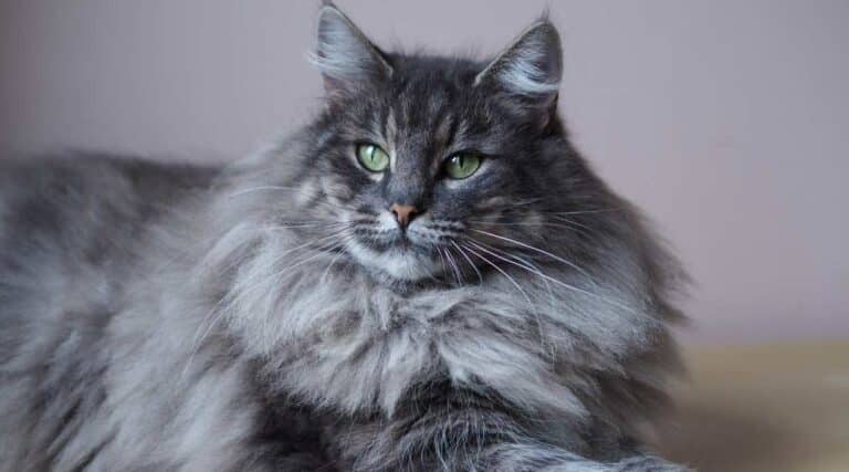 Cheetoh Cat Breed Profile: Care, Traits, Facts & More - Love Your Cat