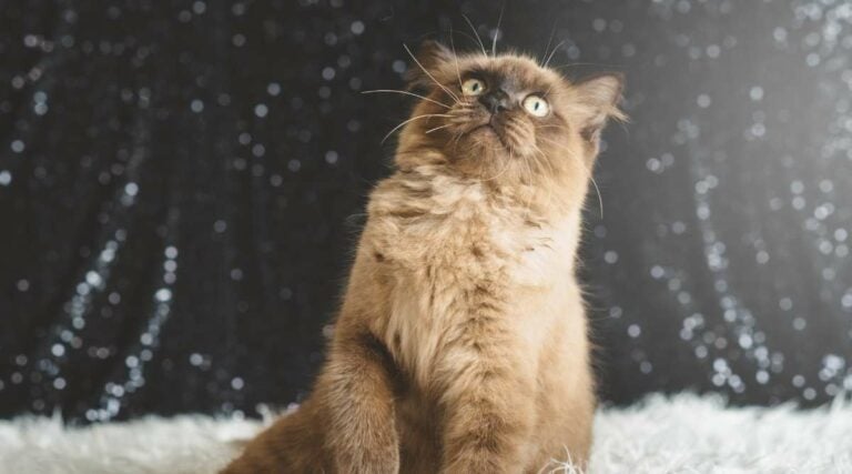 Cheetoh Cat Breed Profile: Care, Traits, Facts & More - Love Your Cat