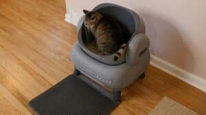 Neakasa Litter Box Reviews: My Cat's Self-Cleaning Experience - Love ...