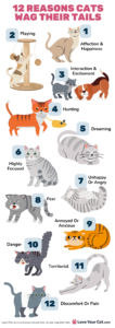 Why Do Cats Wag Their Tails? What Each Movement Really Means - Love ...