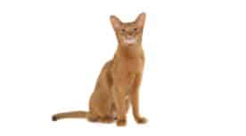 Abyssinian Cat Colors: 7 Standard & Rare Varieties - Love Your Cat
