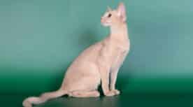 Abyssinian Cat Colors: 7 Standard & Rare Varieties - Love Your Cat