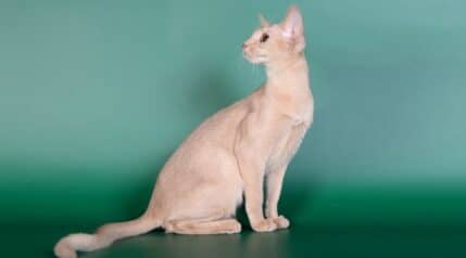 Abyssinian Cat Colors: 7 Standard & Rare Varieties - Love Your Cat
