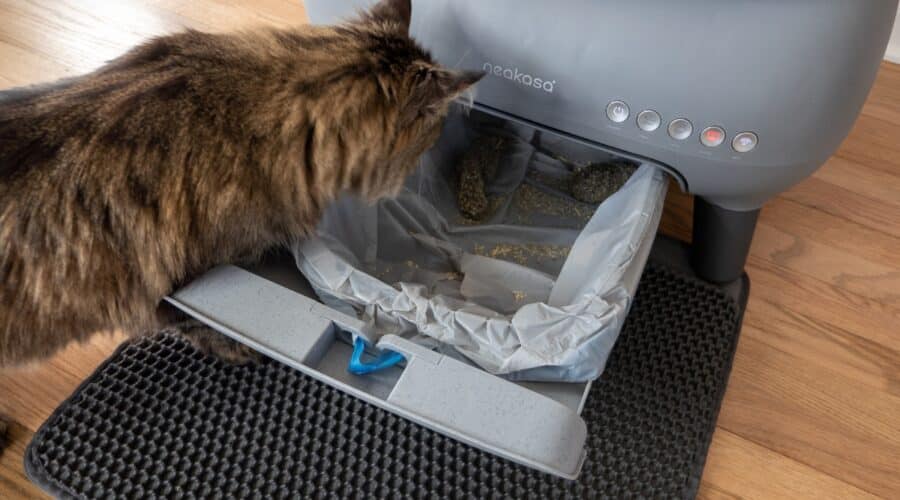10 Cat Litter Alternatives - Love Your Cat
