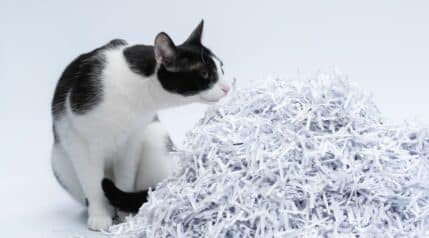10 Cat Litter Alternatives - Love Your Cat