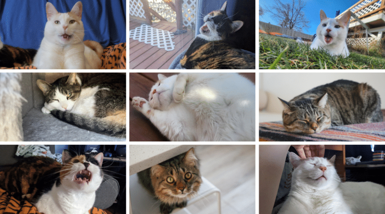 Cat Facial Expressions Study: What It Means For You And Your Feline Friend